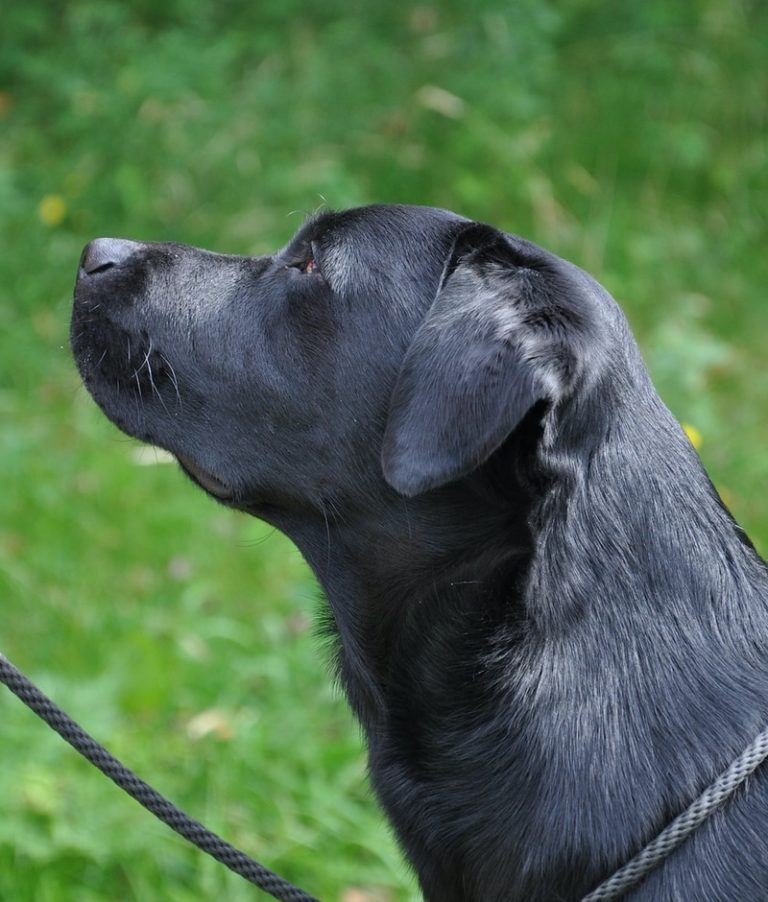 Our Labradors: English Type Labrador Retrievers
