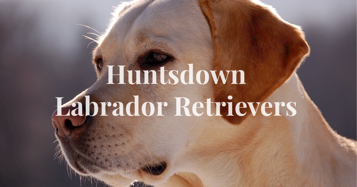 Quality Labrador Retrievers from Huntsdown Labradors